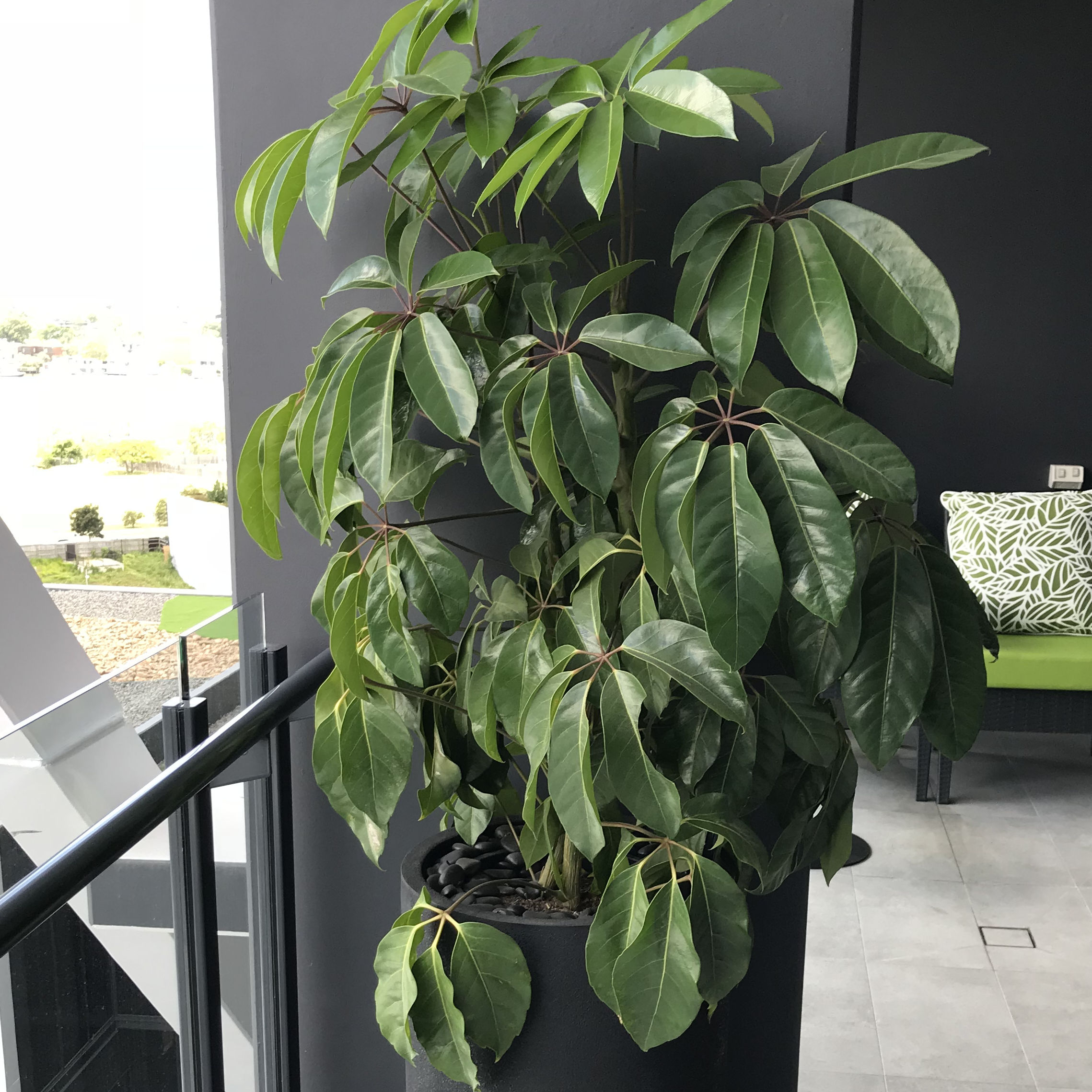 Schefflera Alpine For Pinterest